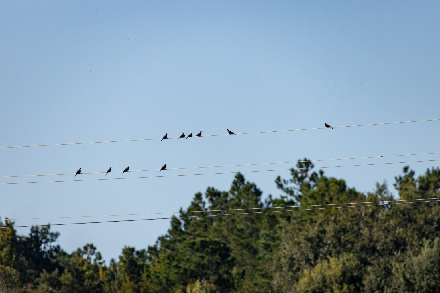 Dove Club | Almost Heaven Plantation